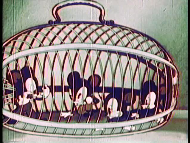 mice fighting cage Stock Footage Video (100% Royalty-free) 1829606 ...