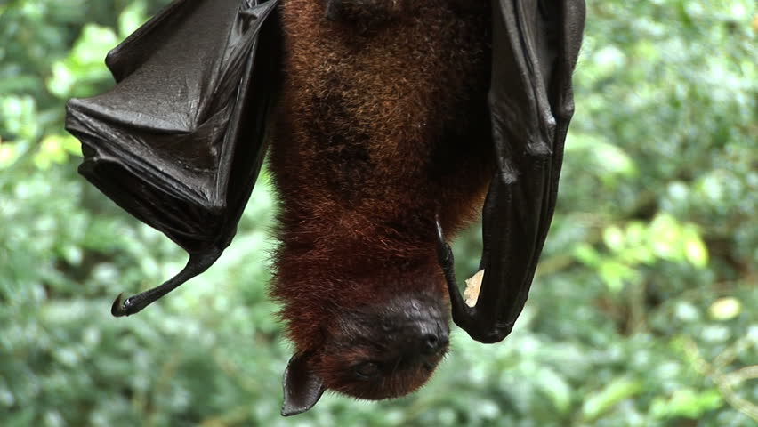 Bat Hanging Stock Footage Video (100% Royalty-free) 182965 | Shutterstock