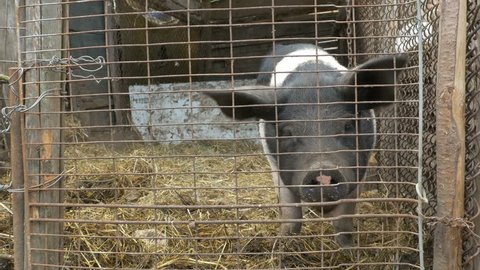 Close Shot Pig Coop On Small Stock Footage Video (100% Royalty-free ...