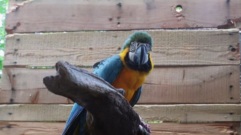 Blue Gold Macaw Parrot Shaking Head Stock Footage Video (100% Royalty ...