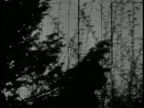Shadow Man Hiding Backyard Night Stock Footage Video (100% Royalty-free ...