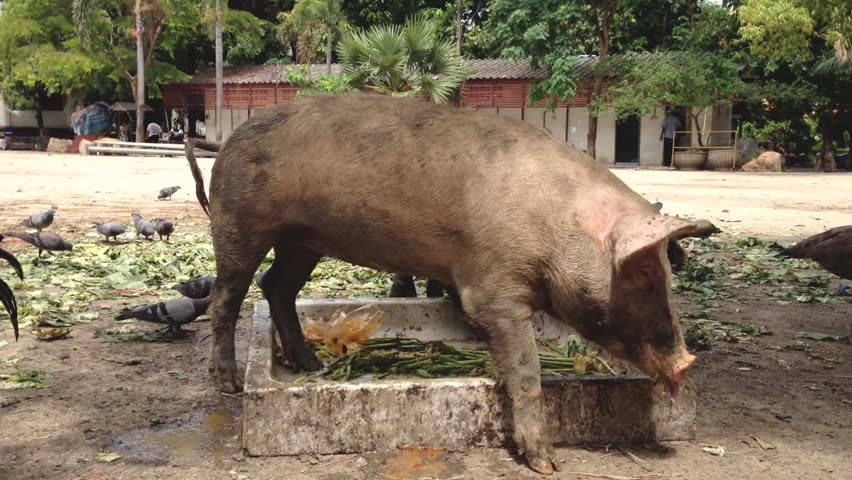 boar eating food pig Stock Footage Video (100% Royalty-free) 18319471 ...