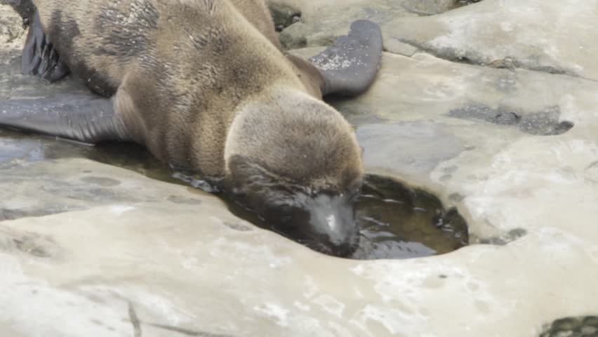 Sea Lions Drinking Water in Stock Footage Video (100% Royalty-free ...