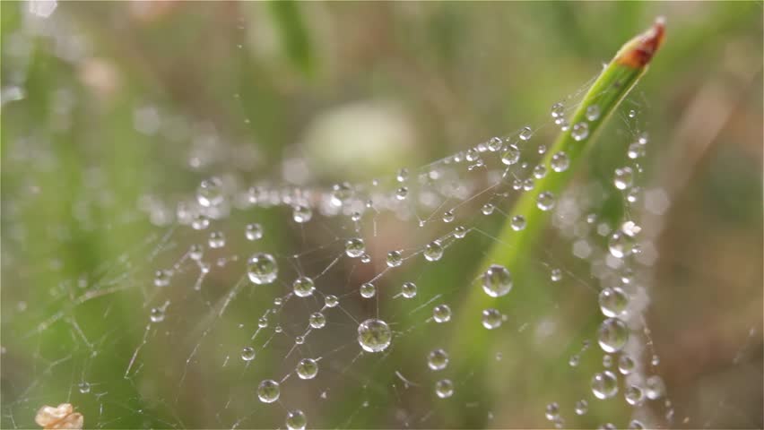 beautiful water drops on spider web Stock Footage Video (100% Royalty ...