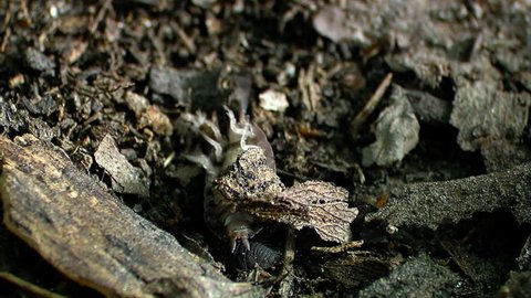 Dead Python Alligator Stock Footage Video (100% Royalty-free) 1384828 ...