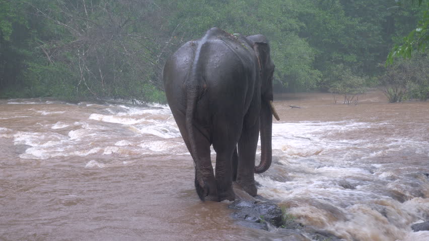 Back View of an Elephant Stock Footage Video (100% Royalty-free ...