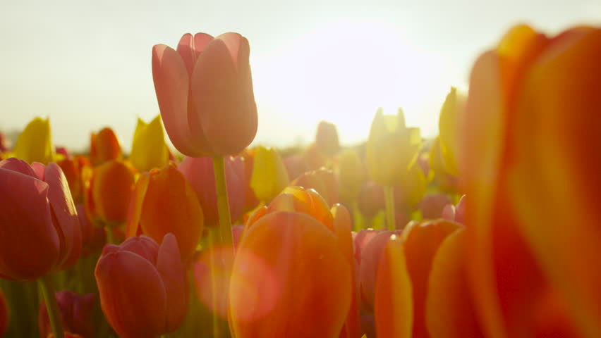 Tulip Head Stock Video Footage - 4K and HD Video Clips | Shutterstock