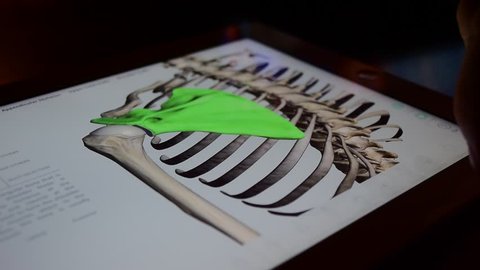 Skeleton Visual Medical Application Skeleton Educational Stock Footage ...