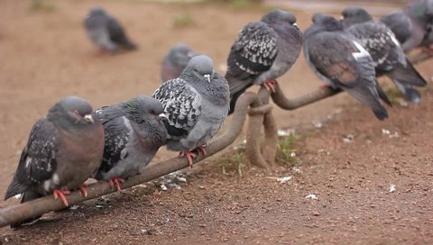 317 Scared of pigeons Stock Video Footage - 4K and HD Video Clips ...