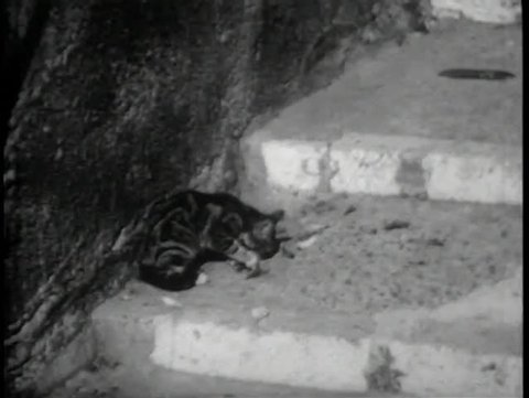 Scared Cat Running Away Stock Footage Video (100% Royalty-free) 1849441 ...