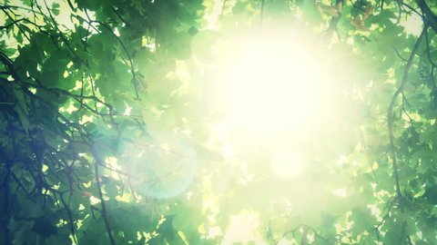 Spring Video Background Light Effects Animated Stock Footage Video (100 ...