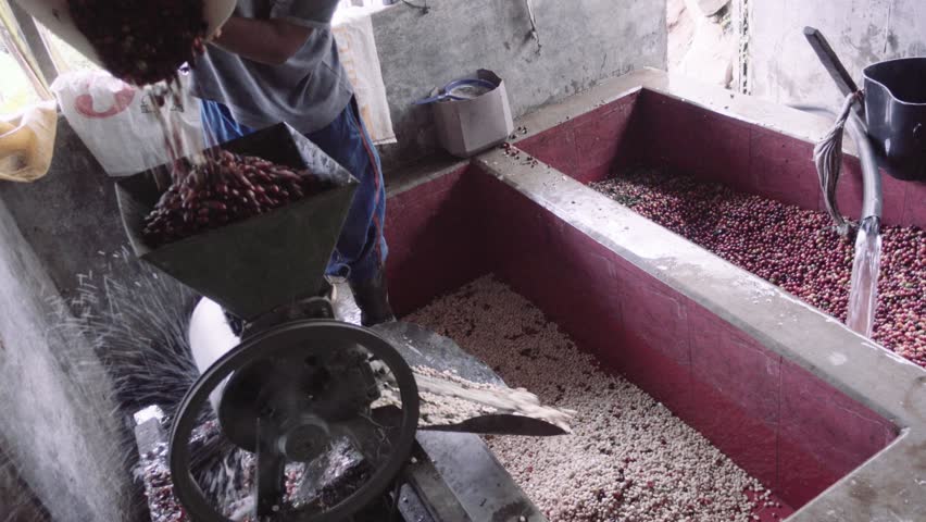 Coffee pulper Stock Video Footage - 4K and HD Video Clips | Shutterstock