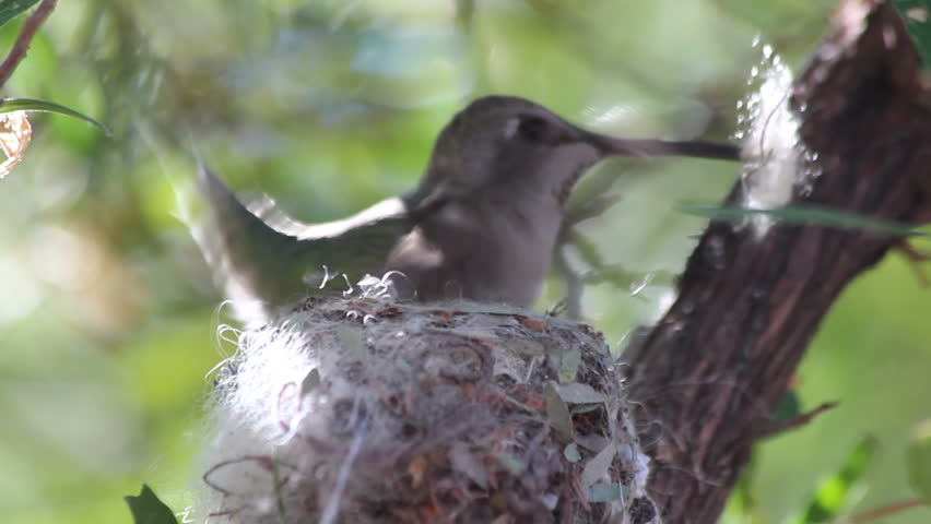 hummingbird builds nest close up carries Stock Footage Video (100% ...