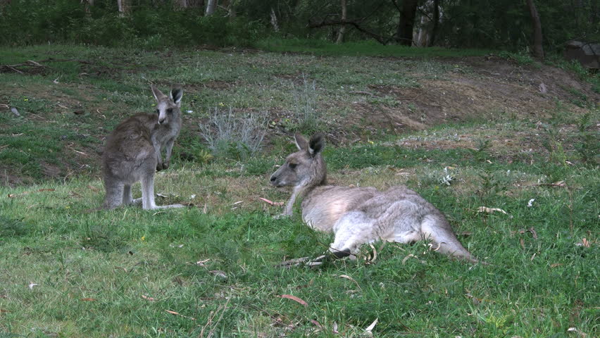 young kangaroo scratches while mother rests Stock Footage Video (100% ...