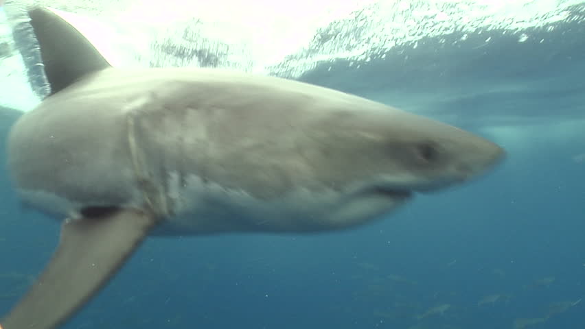 383 Shark faces Stock Video Footage - 4K and HD Video Clips | Shutterstock