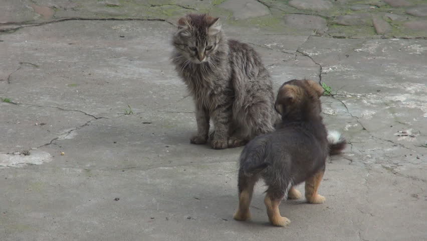 Adorable Cat and Baby Dog Stock Footage Video (100% Royalty-free ...