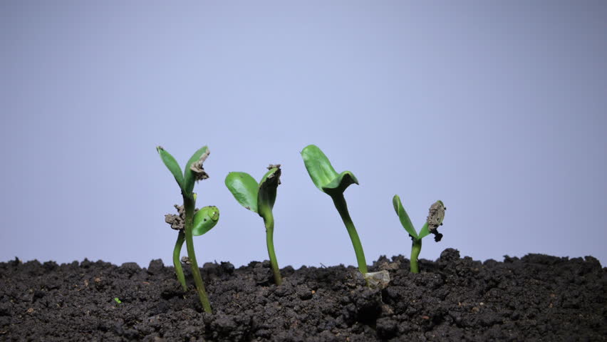 Time-lapse Grow Sprout from Seed Stock Footage Video (100% Royalty-free ...