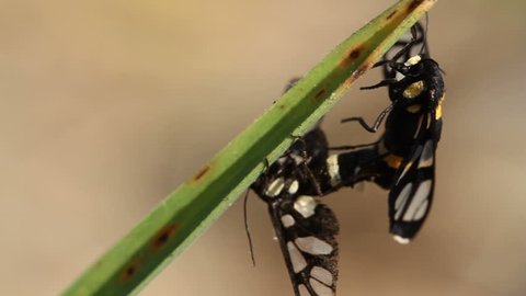 Insect Mating Garden By Nature Stock Footage Video (100% Royalty-free ...
