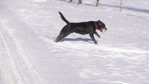 Slow Motion Shot Dog Running Through Stock Footage Video (100% Royalty ...