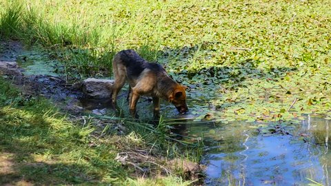 Thirsty Dog Drink Lapping Water Lake Stock Footage Video (100% Royalty ...