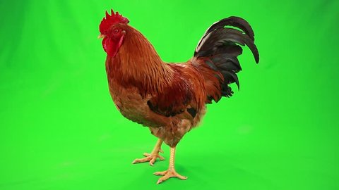 Rooster On Green Screen Stock Footage Video (100% Royalty-free ...