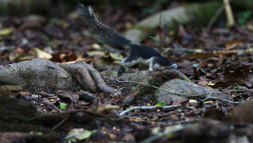 life squirrel small tropical country Stock Footage Video (100% Royalty ...