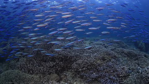 blue runner bait ball school Stock Footage Video (100% Royalty-free ...