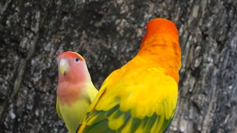 Young Woman Yellow Bird On Hand Stock Photo (Edit Now) 142043533