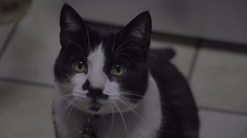 Cat Looking Into Camera Stock Footage Video (100% Royalty-free ...