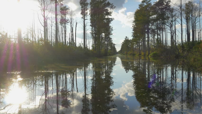 Swamp and Marsh Trees in Okefenokee National Wildlife Refuge image ...