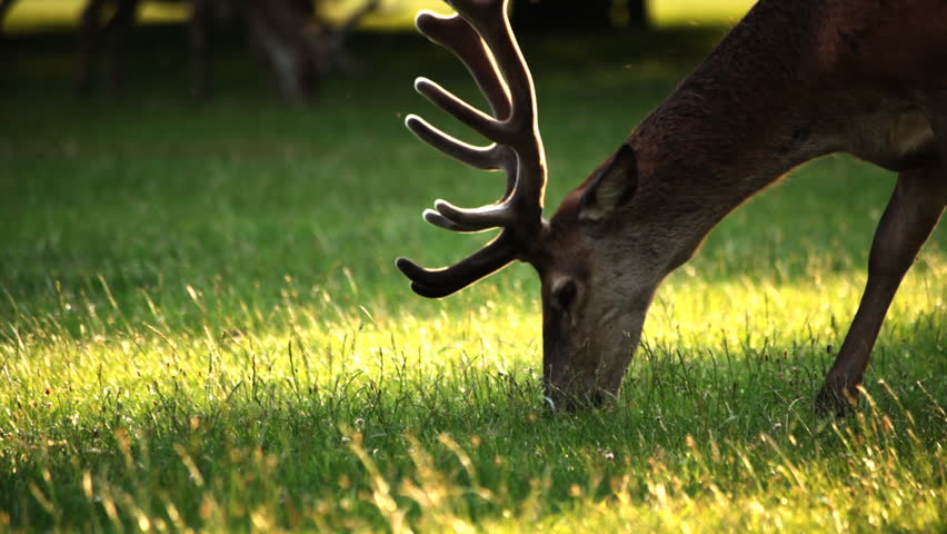 A Stag Eating Grass (with Stock Footage Video (100% Royalty-free ...