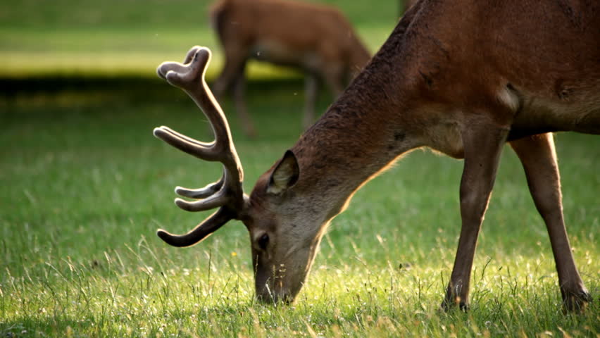 A Stag Eating Grass in Stock Footage Video (100% Royalty-free) 1871650 ...