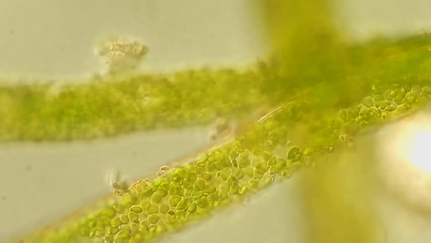 seaweed algae vaucheria under microscope magnification Stock Footage ...