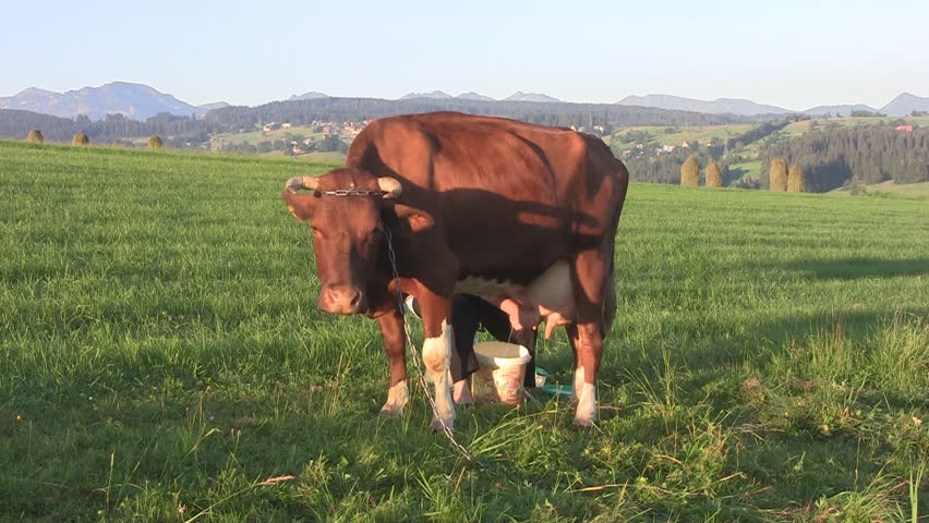 milking cow outdoors podhale poland Stock Footage Video (100% Royalty ...