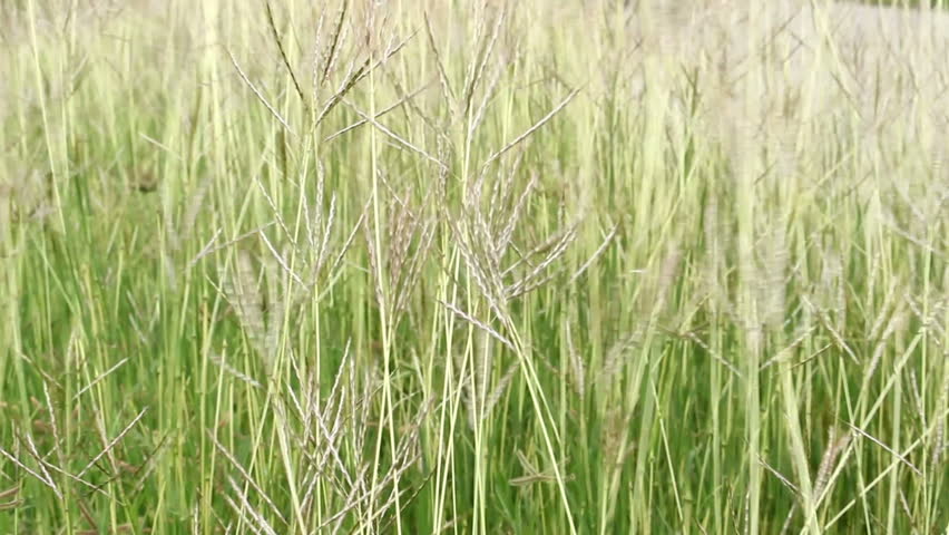 breeze grass Stock Footage Video (100% Royalty-free) 18753209 ...