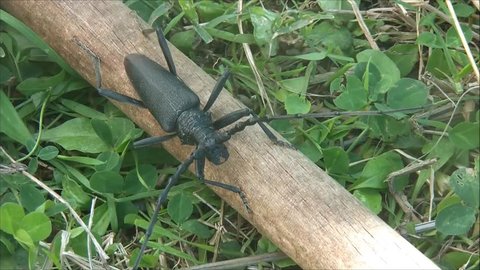 3 Buck Beetle Stock Video Footage - 4K and HD Video Clips | Shutterstock