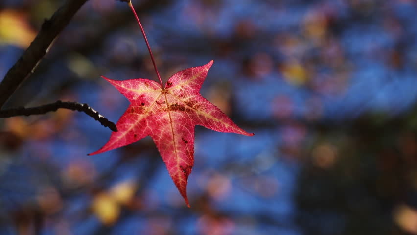 beautiful scene moving autumn leaves Stock Footage Video (100% Royalty ...