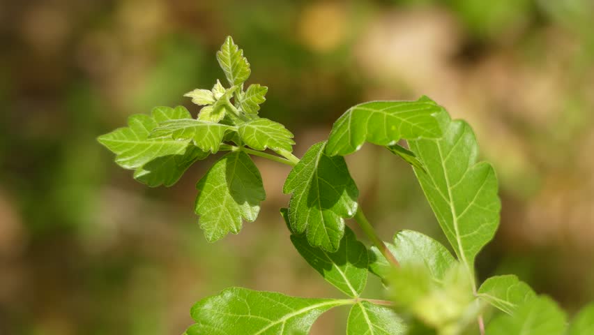 dysphania ambrosioides chenopodium wormseed jesuits tea Stock Footage ...