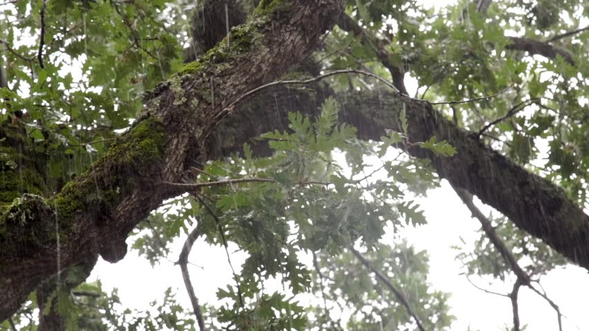 tropical heavy rain oak forest background Stock Footage Video (100% ...