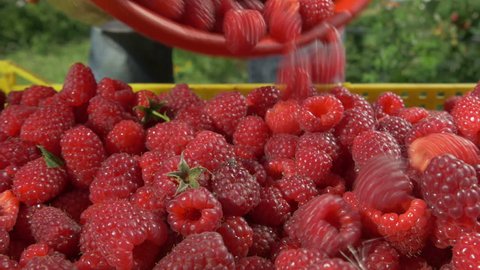 Male Worker Pouring Ripe Raspberries Yellow Stock Footage Video (100% ...