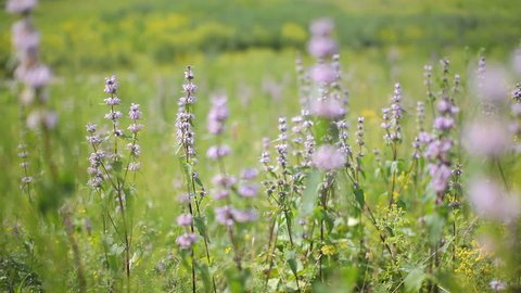 Blooming Meadow Wildflowers Sway Wind Natural Stock Footage Video (100% ...