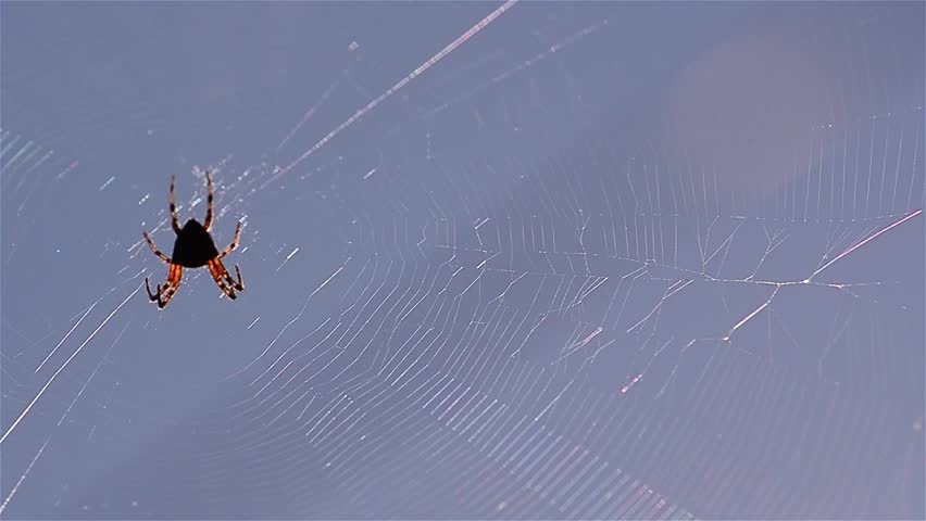 Spider On Cobweb. Araneae (spiders) Stock Footage Video (100% Royalty ...