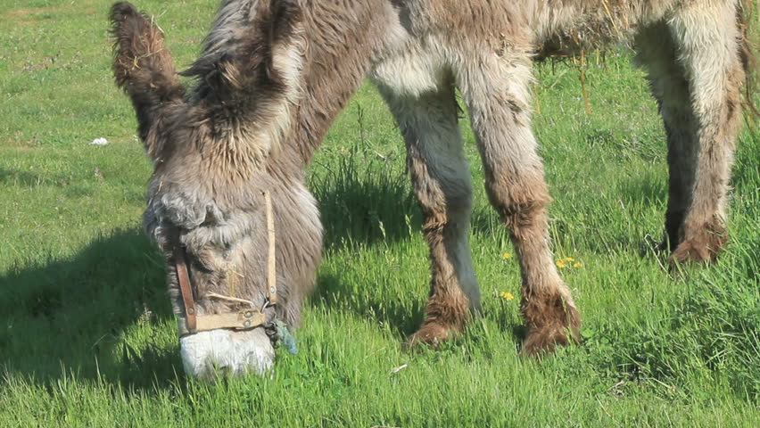 donkey grazing Stock Footage Video (100% Royalty-free) 1890748 ...
