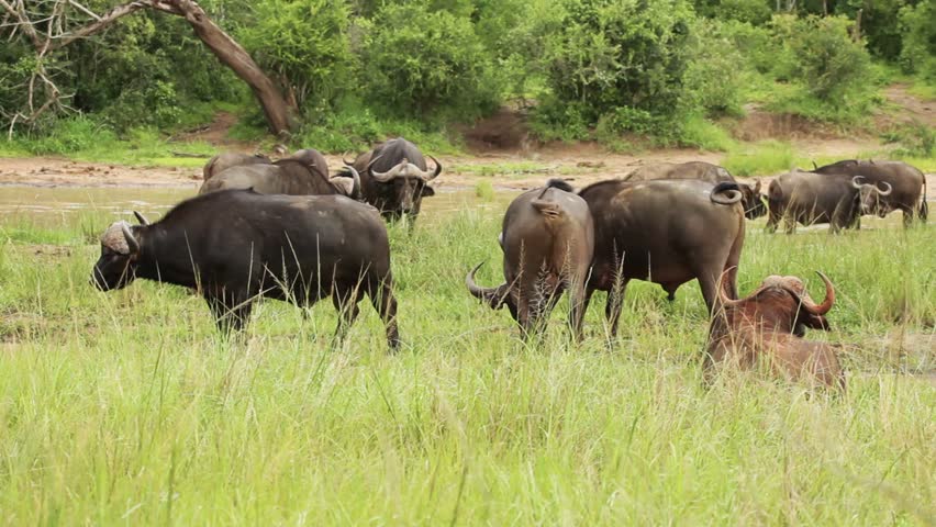 gaur nature khao yai national park Stock Footage Video (100% Royalty ...