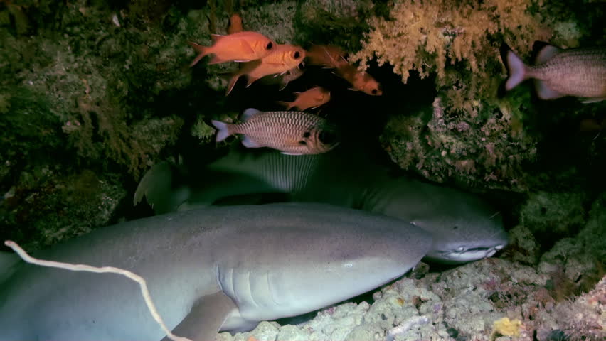 shark sleeping reef lagoon ocean amazing Stock Footage Video (100% ...