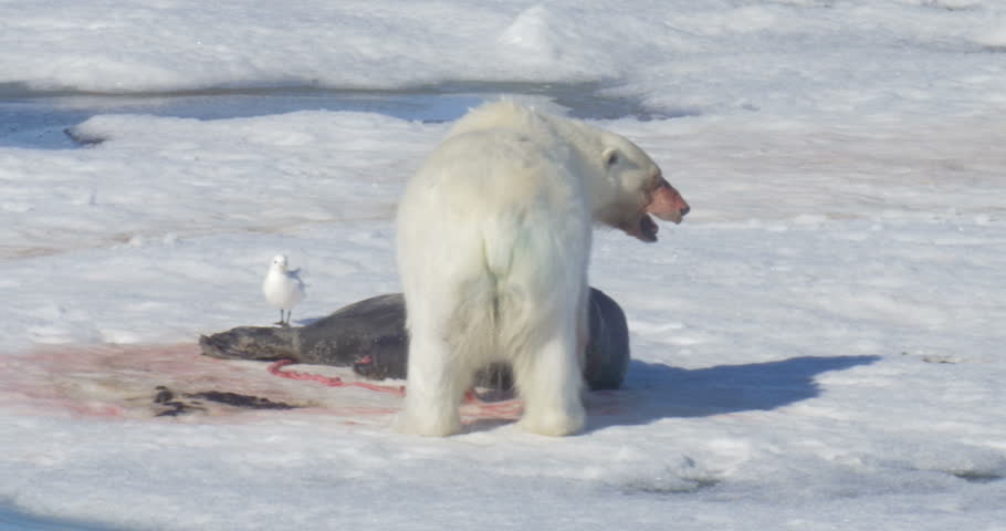 Polar Bear and Gulls Feeding Stock Footage Video (100% Royalty-free ...