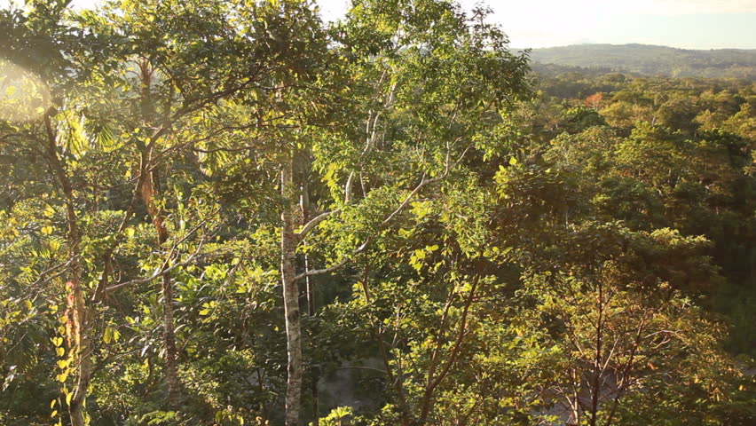 View Over Lowland Tropical Rainforest, Stock Footage Video (100% ...