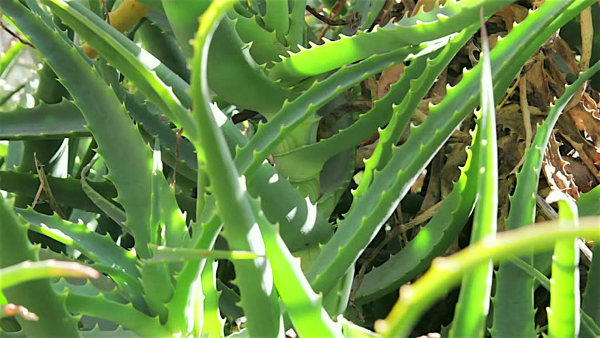 Aloe, also Called Sabila, Plant Stock Footage Video (100% Royalty-free ...