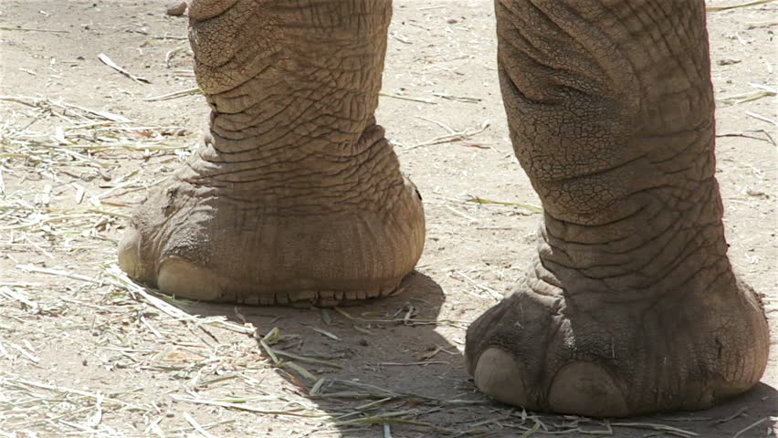 Elephant Feet in Detail Stock Footage Video (100% Royalty-free) 1895131 ...