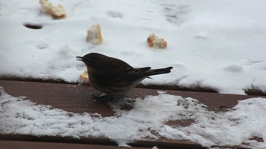 Winter Bird Eating Bread Crumbs Stock Footage Video (100% Royalty-free ...